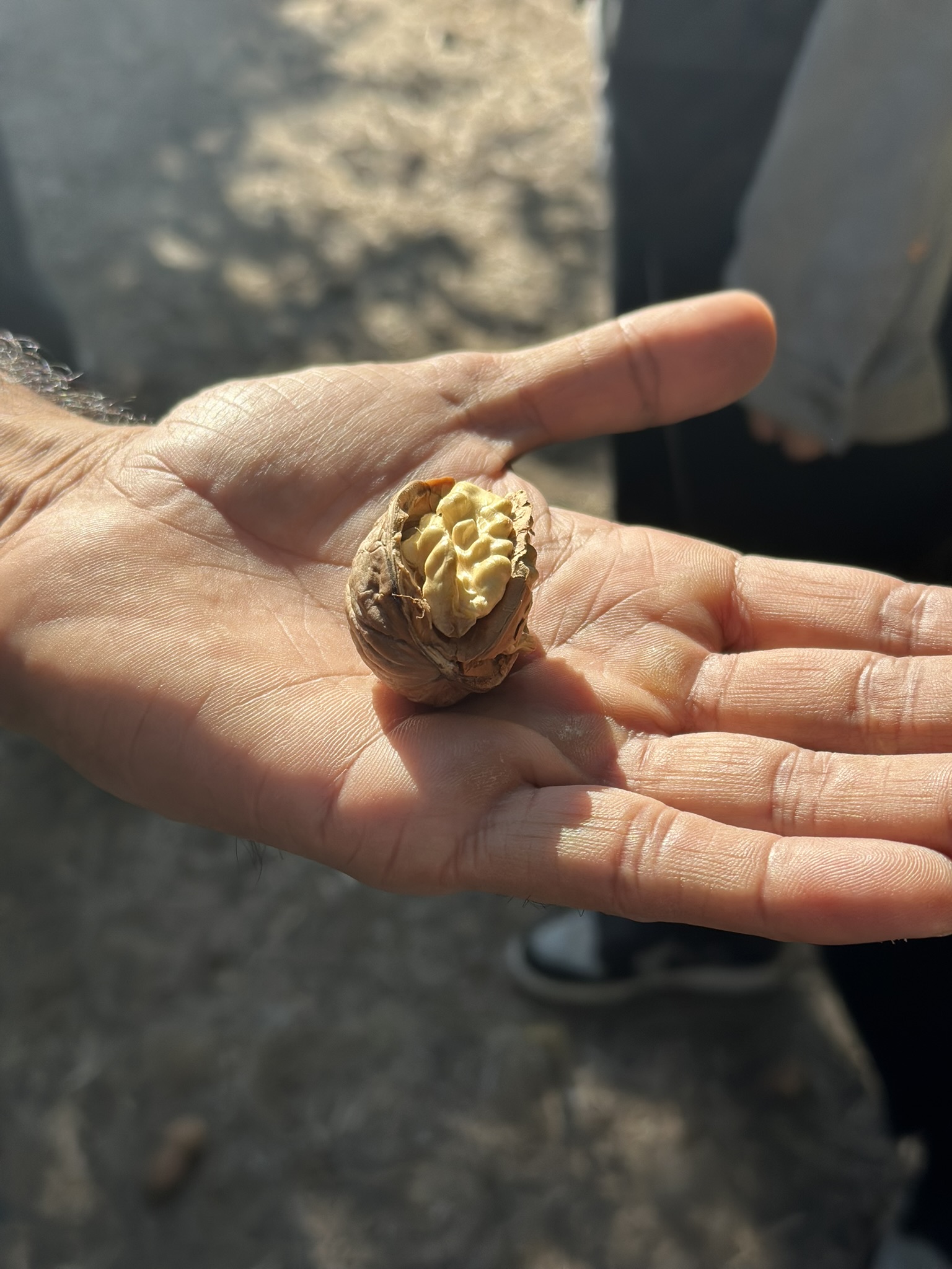Strong harvest feeds growing demand for California Walnuts ...