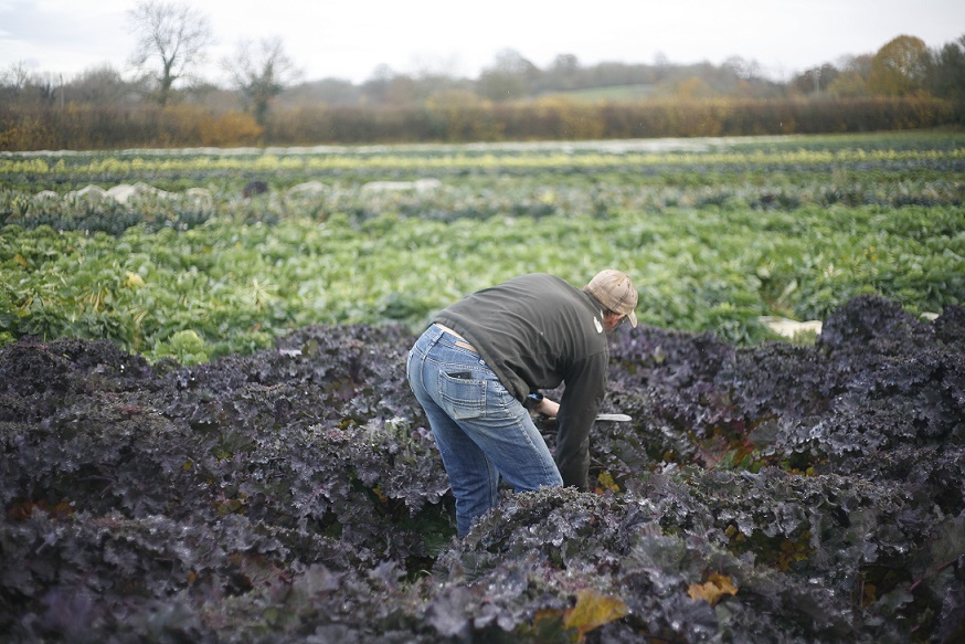 Organic September showcases merits of organic farming post-COVID-19 ...
