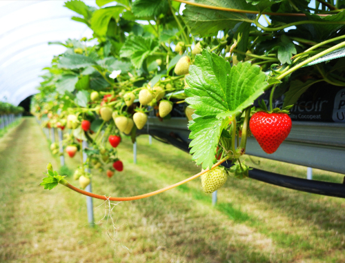 Farmers encourage public to buy glut of British berries | Long Article ...