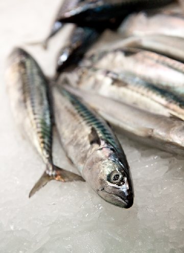 Scottish Mackerel Loses MSC Accreditation | Long Article | Speciality ...