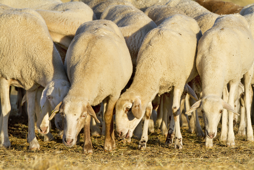 Low Profits for Sheep Farmers | Long Article | Speciality Food Magazine